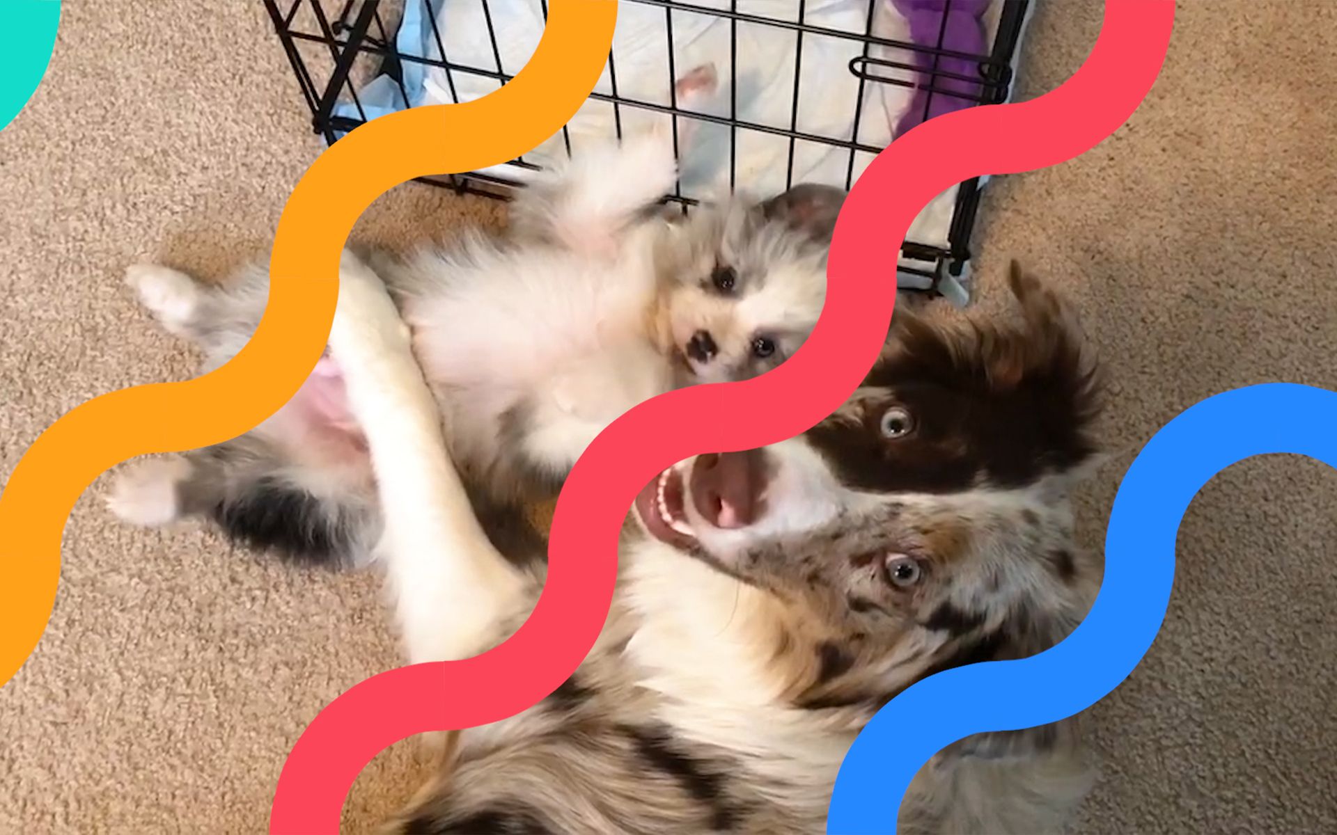 Do You Have Any Pets?